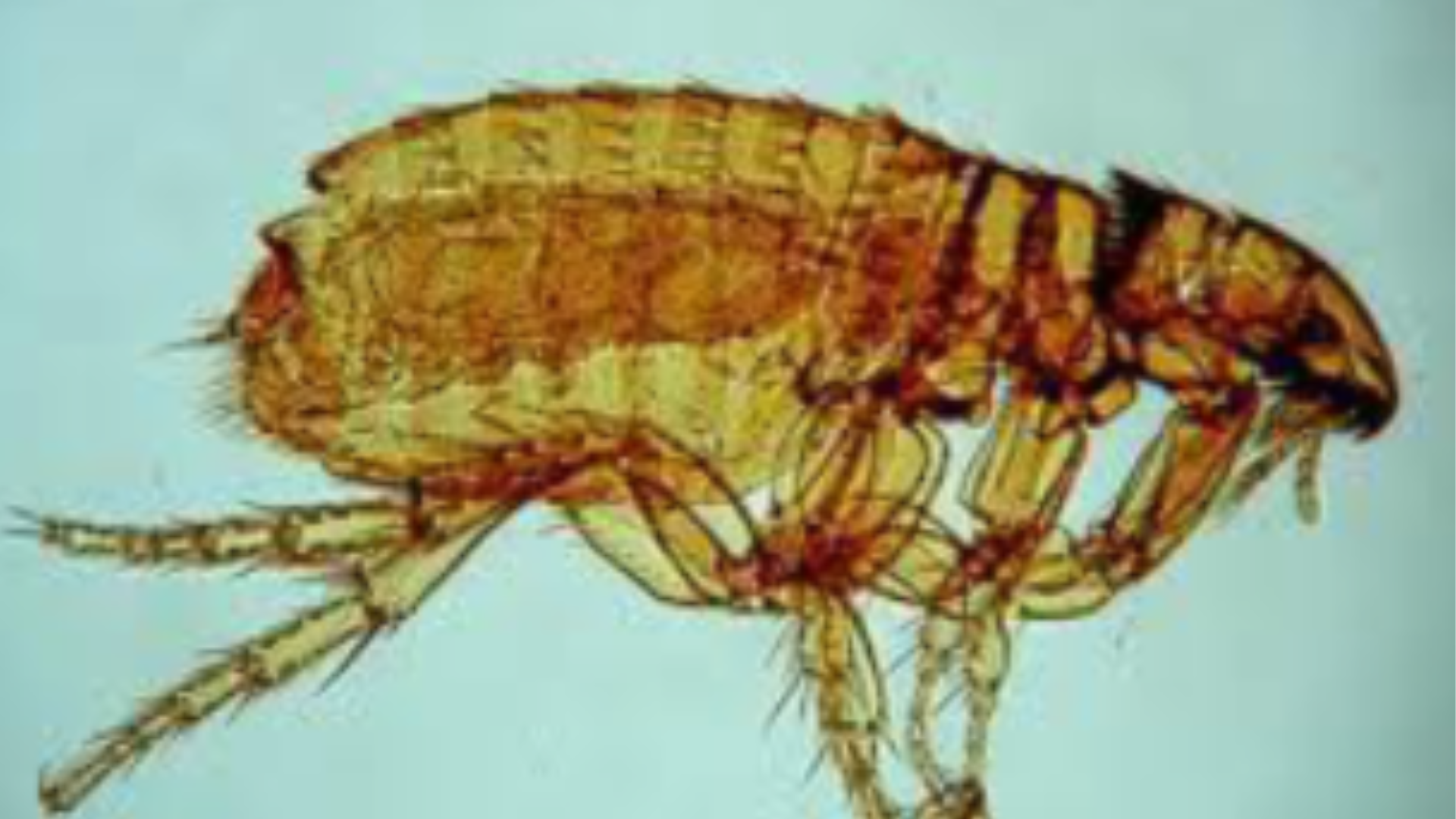 Recognising common ectoparasites: Picture guide and useful tricks for ...